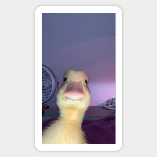 Duck meme - Meme - Sticker | TeePublic